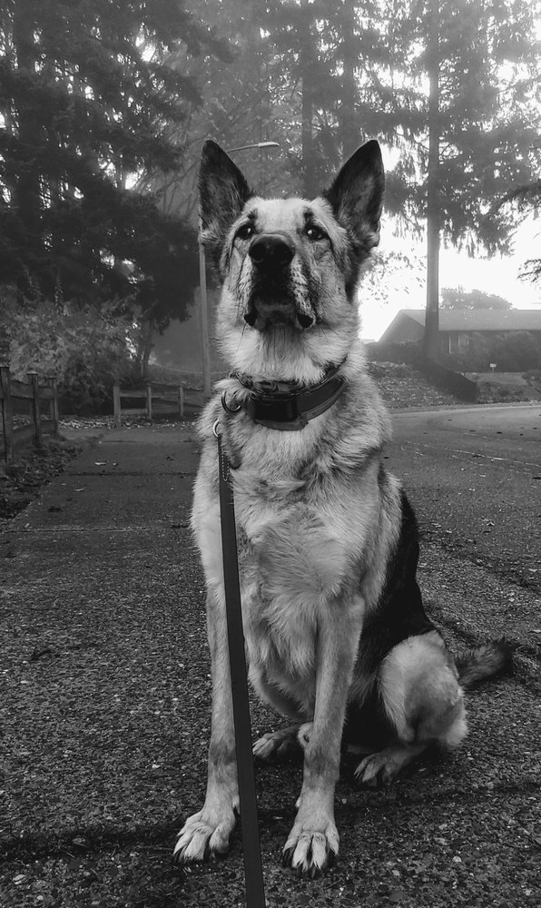 PLAYFUL PIBBLE PAWS - Updated October 2025 - 22 Photos - Everett ...