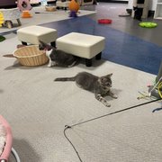 MINI CAT TOWN - 216 Photos & 90 Reviews - 2200 Eastridge Lp, San Jose ...