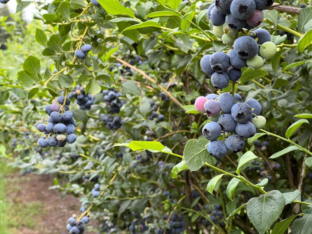 BOXX BERRY FARM - Updated October 2025 - 41 Photos & 23 Reviews - 6211 ...