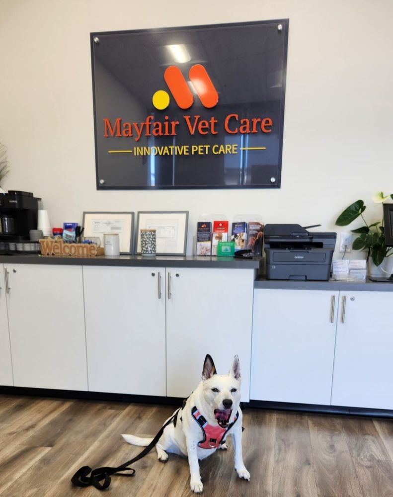 MAYFAIR VET CARE - Updated January 2026 - 11 Reviews - 105 E Dorset Dr ...