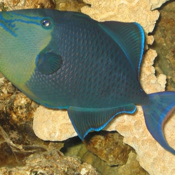 T&T FISH AND REEF - Updated August 2025 - 38 Photos & 33 Reviews - 9470 ...