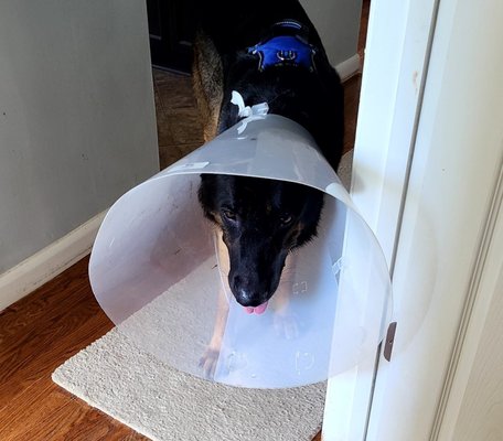 SPAY NOW ANIMAL SURGERY CLINIC - Updated January 2026 - 69 Photos & 153 ...