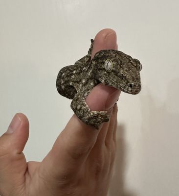 PREDATOR’S REPTILE CENTER - Updated October 2025 - 74 Photos & 147 ...