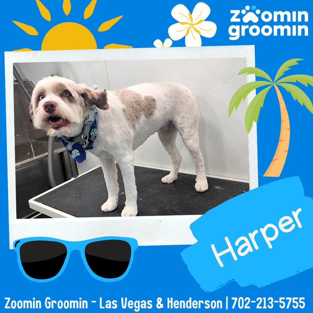 ZOOMIN GROOMIN - Updated July 2025 - 130 Photos & 67 Reviews ...