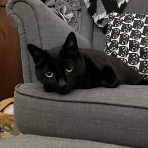 RADIOCAT MARYLAND - Updated October 2025 - 15 Reviews - 32-A Mellor Ave ...