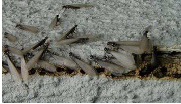 PACIFIC TERMITE - Updated December 2025 - 82 Photos & 407 Reviews ...