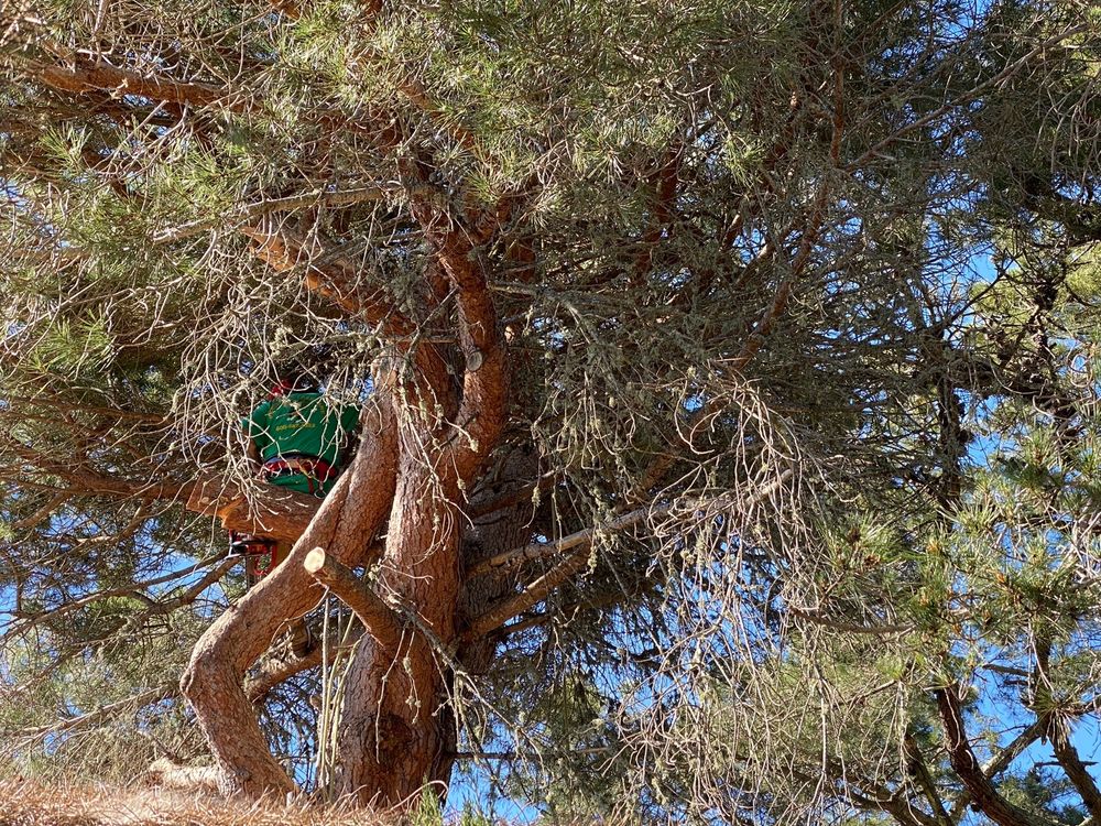 PENINSULA TREE CARE - Updated September 2025 - 10 Photos & 50 Reviews ...