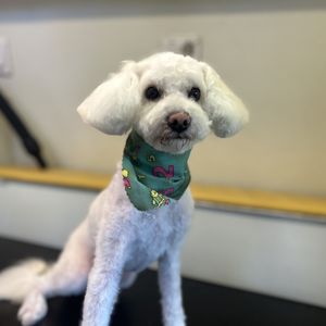 DIG IT PET - Updated September 2024 - 15071 Keswick St, Van Nuys ...