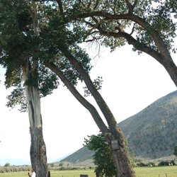 THE HANGING TREE - Genoa, Nevada - Landmarks & Historical Buildings - Yelp