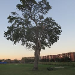 READ DUNNING MEMORIAL PARK - 307 N Michigan Ave, Chicago, Illinois ...