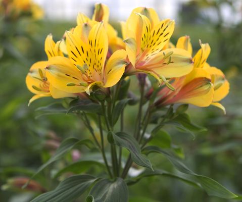 LEN BUSCH ROSES - Updated December 2025 - 4045 County Road 101 N ...