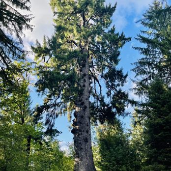 WORLDS LARGEST SPRUCE TREE - Updated October 2025 - 75 Photos & 24 ...