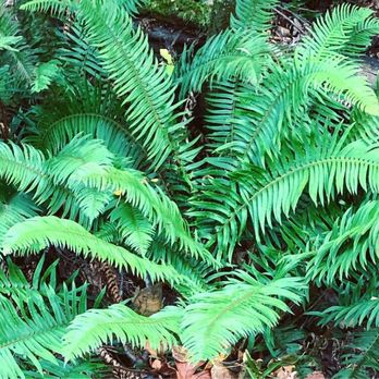 LAKE FENWICK PARK - Updated August 2025 - 127 Photos & 30 Reviews ...