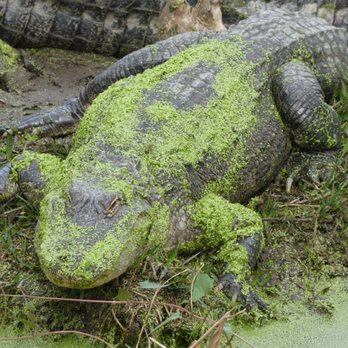 ALLIGATOR ALLEY - 481 Photos & 157 Reviews - 19950 County Road 71 ...