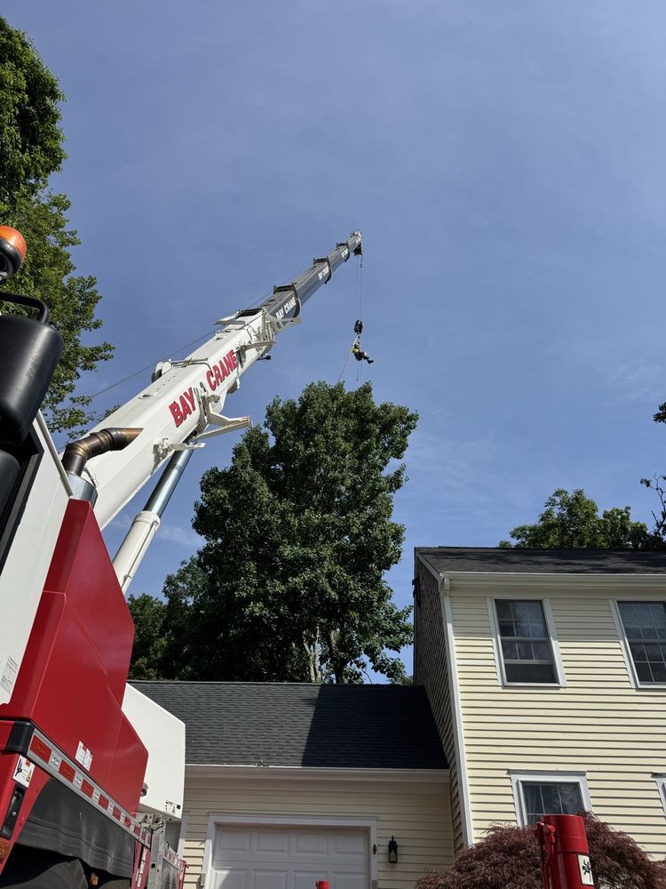 NORTH EASTERN TREE SERVICE - Updated December 2025 - 29 Photos & 104 ...