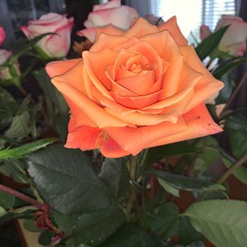 ROCHE BROS. - BRIDGEWATER - Updated January 2026 - 17 Photos & 24 ...