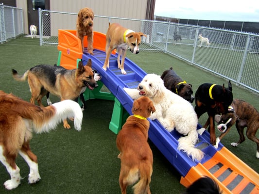 SEE SPOT RUN ON 21 - Updated November 2025 - 18 Reviews - 5916 State Rd ...