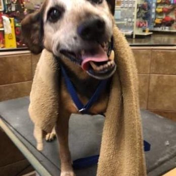 PetSmart - Updated COVID-19 Hours & Services - 47 Photos & 94 Reviews ...