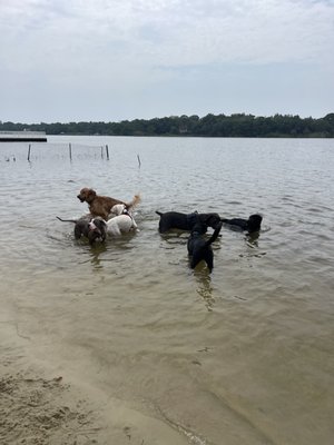 BAYVIEW DOG BEACH - 77 Photos & 51 Reviews - 2001 E Lloyd St, Pensacola ...