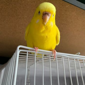 AVIAN AND EXOTIC ANIMAL CARE - Updated July 2025 - 102 Photos & 88 ...