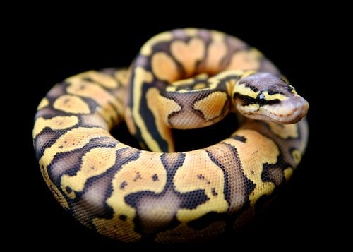 PETWARE HOUSE - Updated December 2025 - 41 Photos & 10 Reviews - 7477 ...