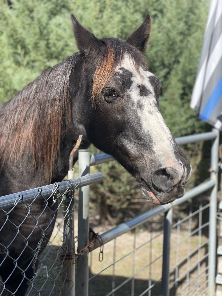 BLUE ACRES FARM - Updated June 2025 - 20638 Moreland Dr, Spring Hill ...