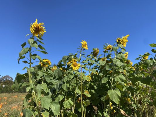 CONKLIN FARM U-PICK - Updated October 2025 - 105 Photos & 40 Reviews ...