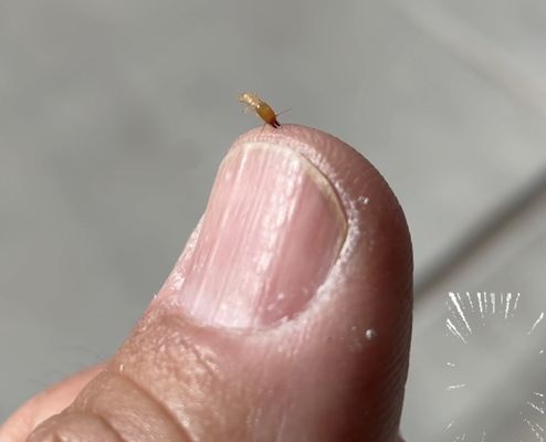 JOHNNY TERMITE - Updated August 2025 - 42 Photos & 12 Reviews ...