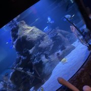 SEA LIFE GRAPEVINE AQUARIUM - 412 Photos & 235 Reviews - 3000 Grapevine ...
