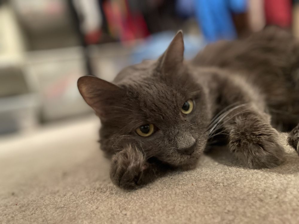 Colony Cats and Dogs - Updated May 2026 - 33 Photos & 73 Reviews - 2740 ...