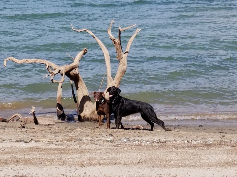 PAWS ABOUT SEATTLE - Updated January 2025 - 13 Photos - Seatac ...