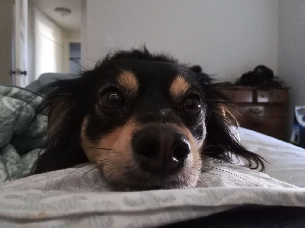 SPCA OF NORTHERN NEVADA - 72 Photos & 67 Reviews - 4950 Spectrum Blvd ...