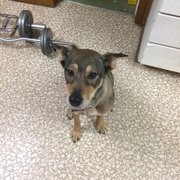 TORONTO ANIMAL SERVICES EAST SHELTER - 39 Photos & 11 Reviews - 821 ...