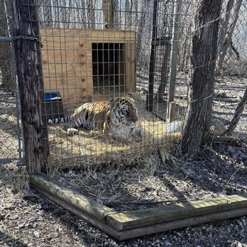 EXOTIC FELINE RESCUE CENTER - Updated November 2025 - 248 Photos & 69 ...