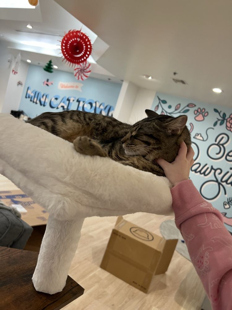 MINI CAT TOWN-SANTA ROSA - 1071 Santa Rosa Plz, Santa Rosa, California ...