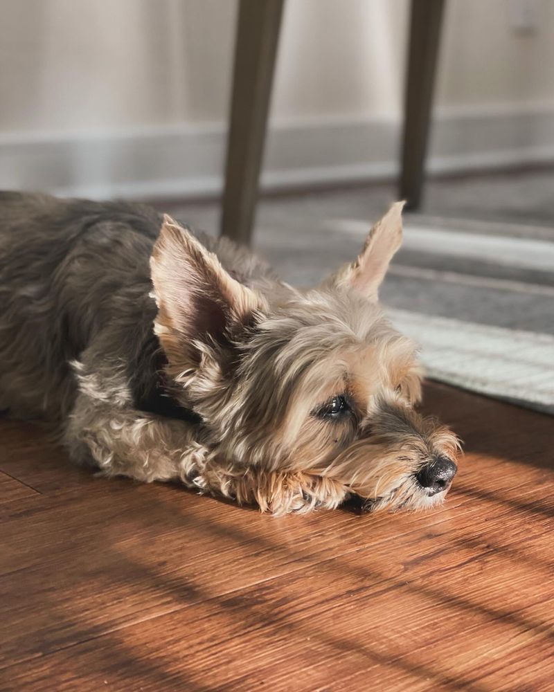 CASE ANIMAL HOSPITAL - Updated October 2025 - 62 Photos & 109 Reviews ...