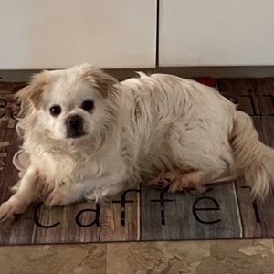 RUFF HOUSE RESCUE - Updated June 2025 - 146 Photos & 171 Reviews - West ...