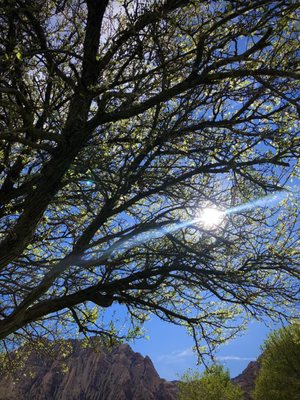 SPRING MOUNTAIN RANCH STATE PARK - Updated October 2025 - 1112 Photos ...