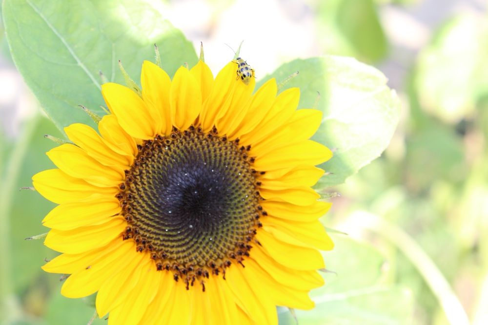 PURPLE BLOOMERS LAVENDER FARM - Updated December 2025 - 40 Photos ...