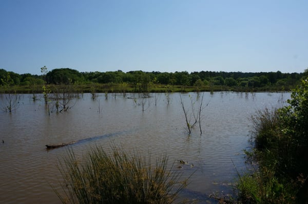 PIEDMONT NATIONAL WILDLIFE REFUGE - Updated November 2024 - 41 Photos ...