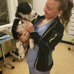 Best Vets Near Me - December 2025: Find Nearby Vets Reviews - Yelp