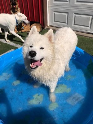 CARM’S DOG HOUSE - Updated August 2025 - 28 Photos & 30 Reviews - 5866 ...