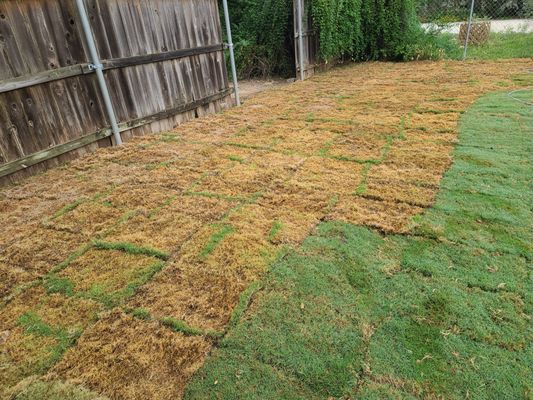 THOMAS TURFGRASS - Updated December 2025 - 18 Photos & 21 Reviews ...