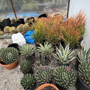 CACTUS QUEEN - Updated December 2025 - 14 Photos - 1835 Corinth St ...