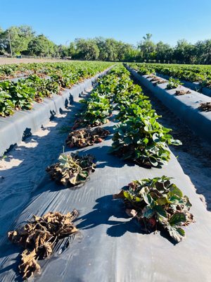 THREE SONS FARM - 21 Photos - 3830 McIntosh Rd, Dover, Florida ...