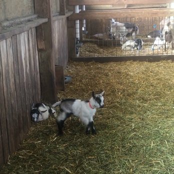 THREE RING FARM AKA RIVERS EDGE CHEVRE - Updated December 2025 - 10 ...