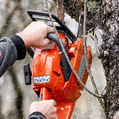 CHOP CHOP TREE - Updated November 2024 - 13400 US Hwy 19 N, Clearwater ...