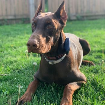 GRAY DOBERMANS - Updated October 2025 - 81 Photos & 25 Reviews - 1713 ...