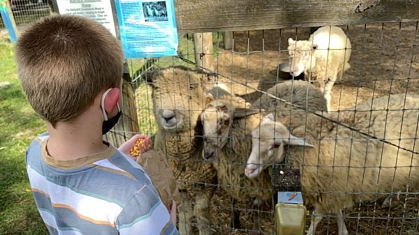 UNCLE DONALD’S FARM - Updated January 2025 - 17 Photos & 10 Reviews ...