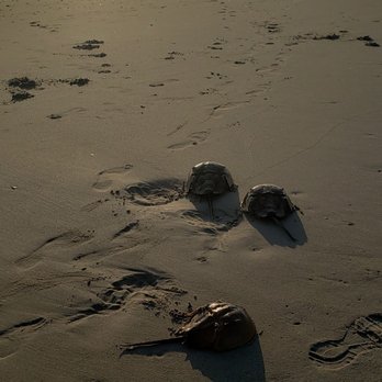 BROADKILL BEACH - Updated November 2025 - 37 Photos - 2-8 Broadkill Rd ...